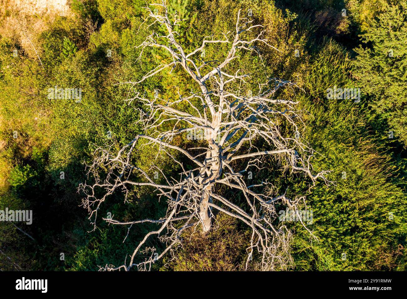 Aerial view of the branchy top of a withered dead tree Stock Photo - Alamy