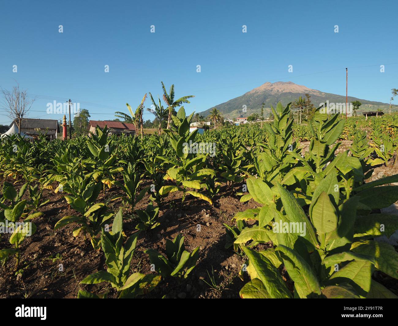Tobaco farm at Tlilir tumenggung Stock Photo - Alamy