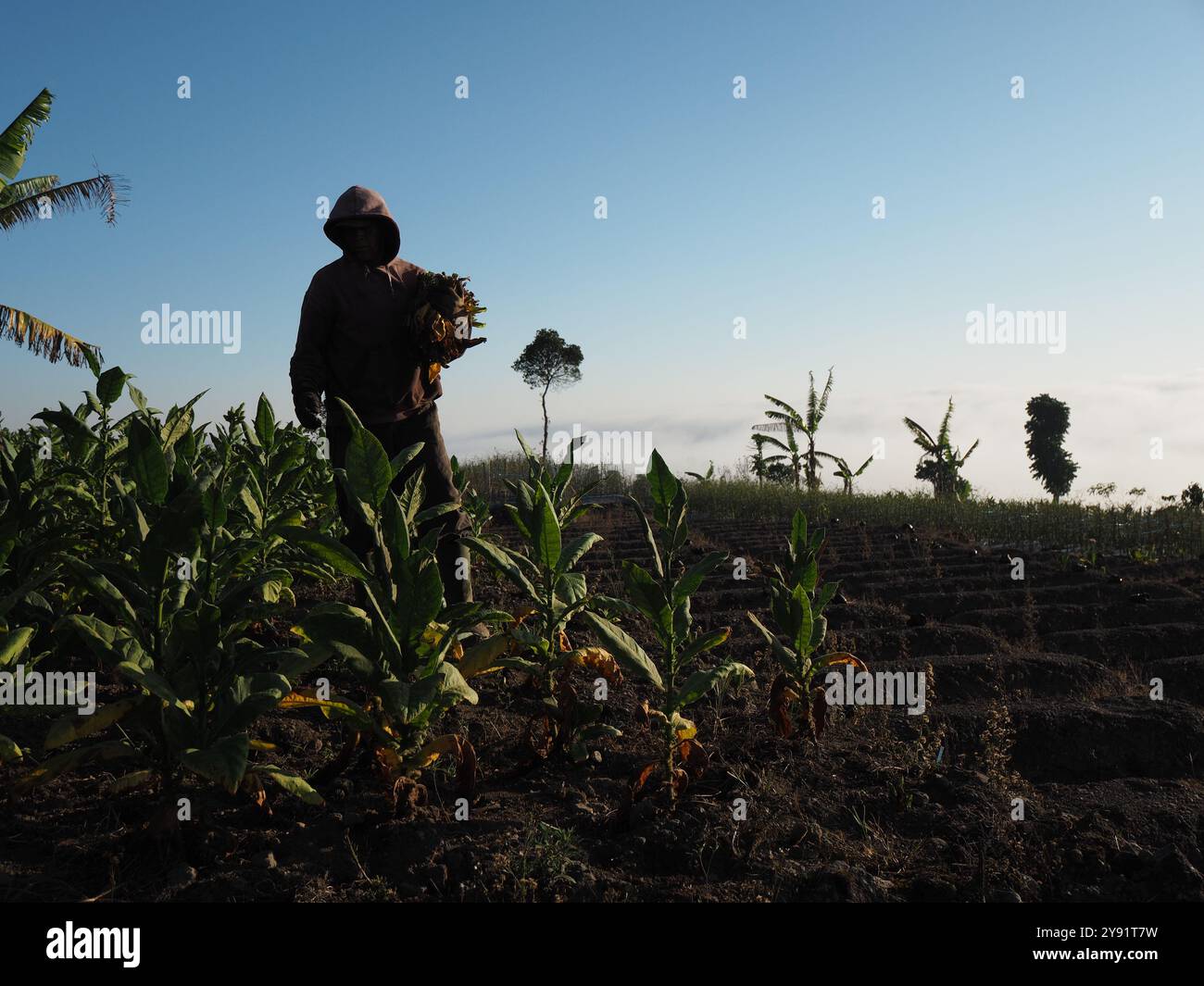 Tobaco farm at Tlilir tumenggung Stock Photo - Alamy