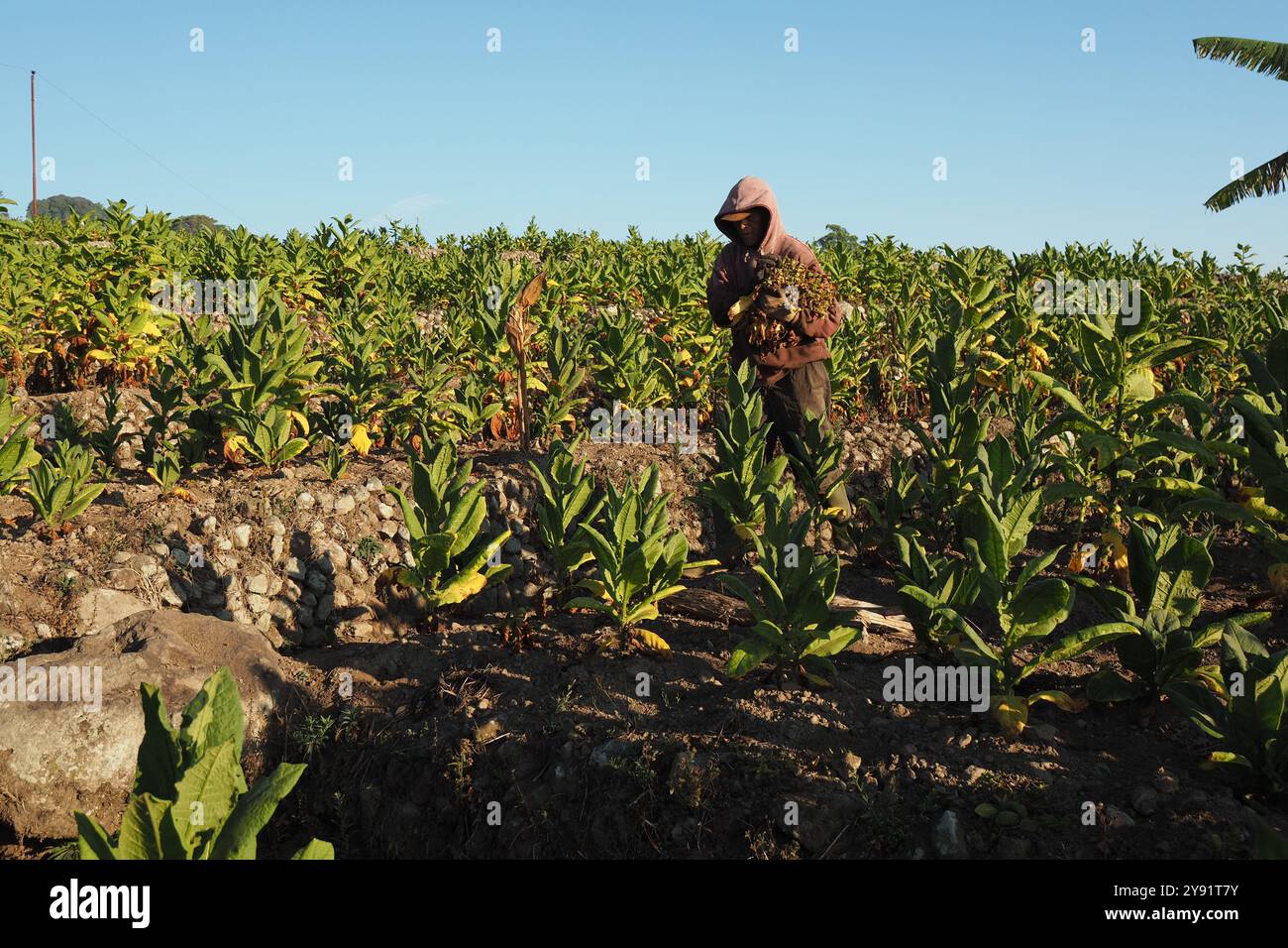 Tobaco farm at Tlilir tumenggung Stock Photo - Alamy