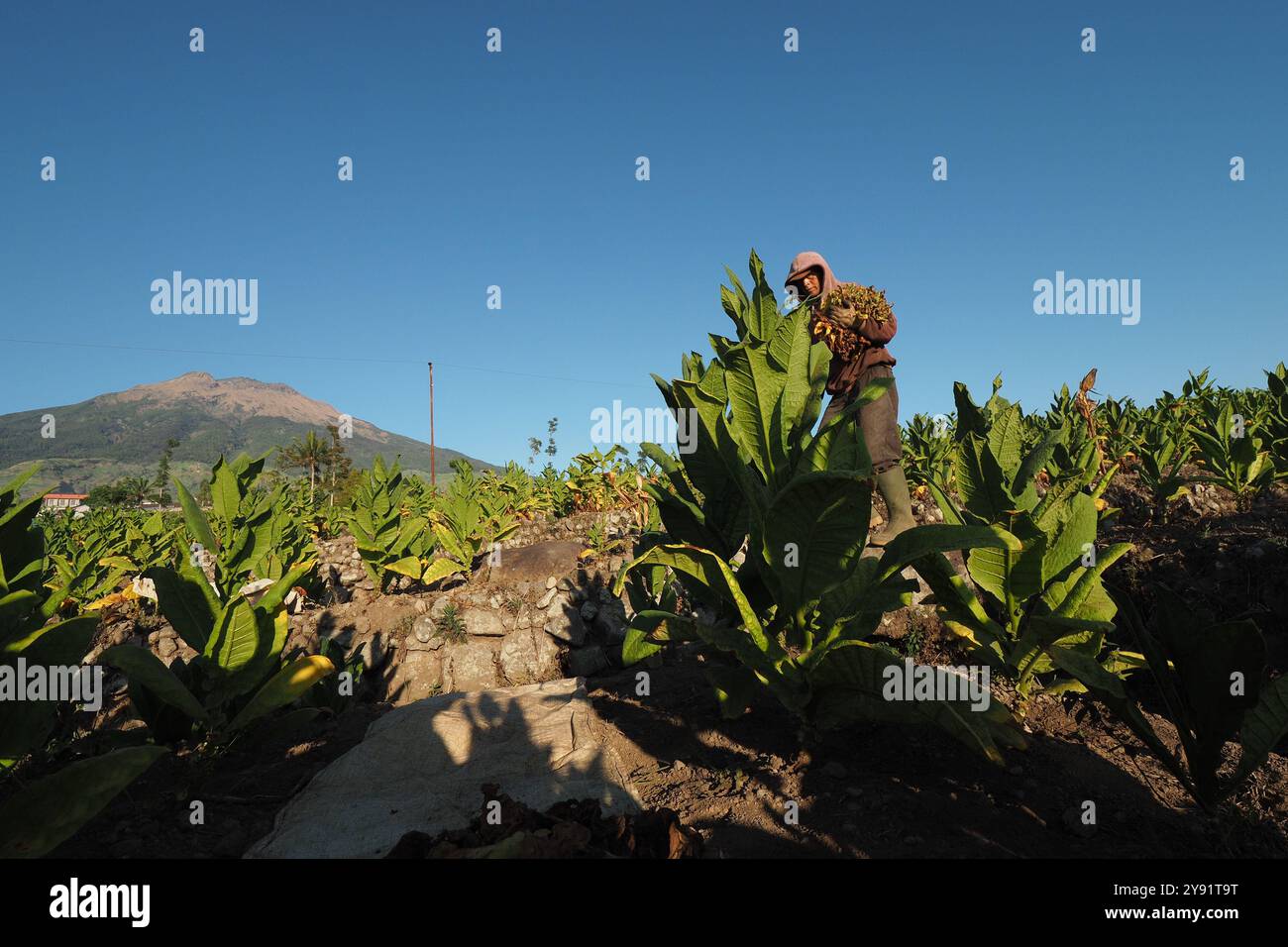 Tobaco farm at Tlilir tumenggung Stock Photo - Alamy