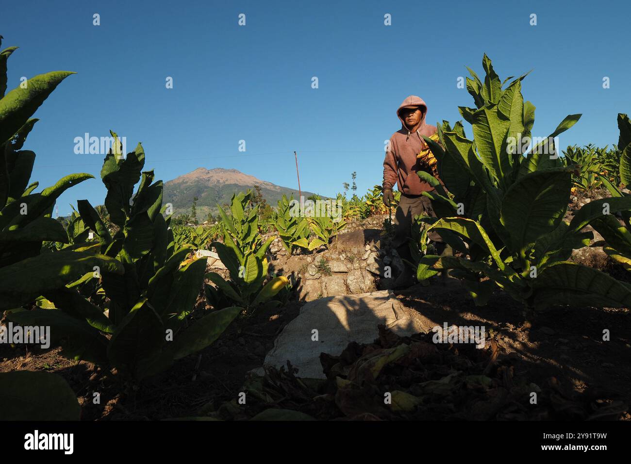 Tobaco farm at Tlilir tumenggung Stock Photo - Alamy