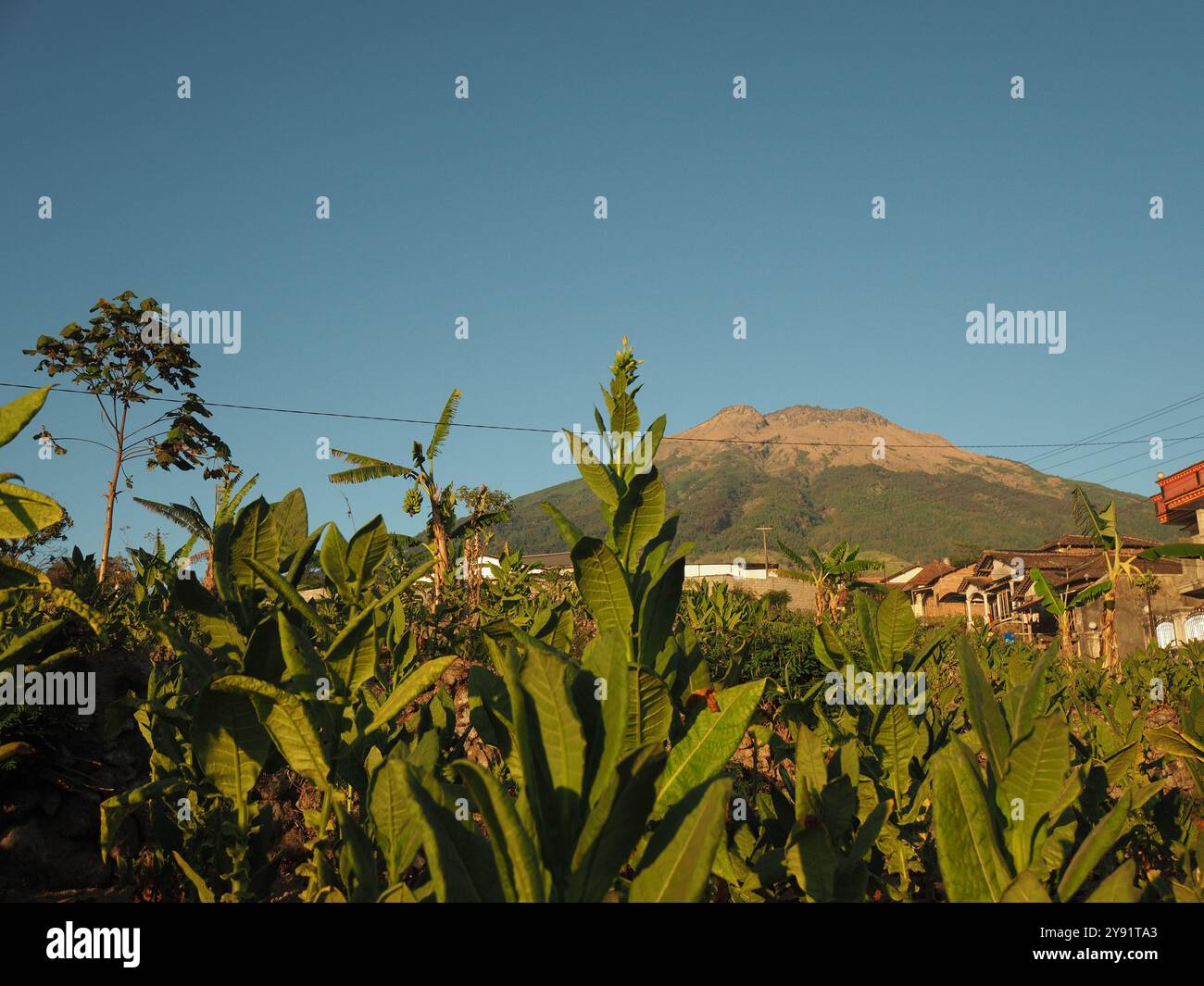 Tobaco farm at Tlilir tumenggung Stock Photo - Alamy