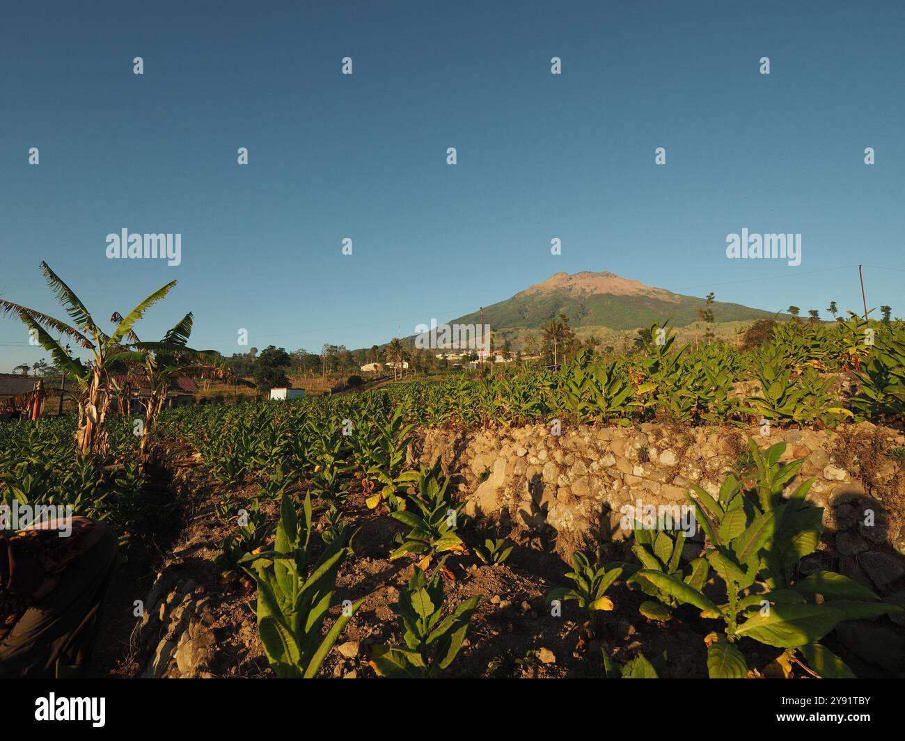Tobaco farm at Tlilir tumenggung Stock Photo - Alamy