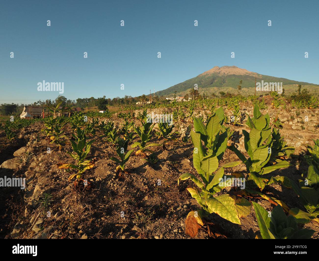 Tobaco farm at Tlilir tumenggung Stock Photo - Alamy