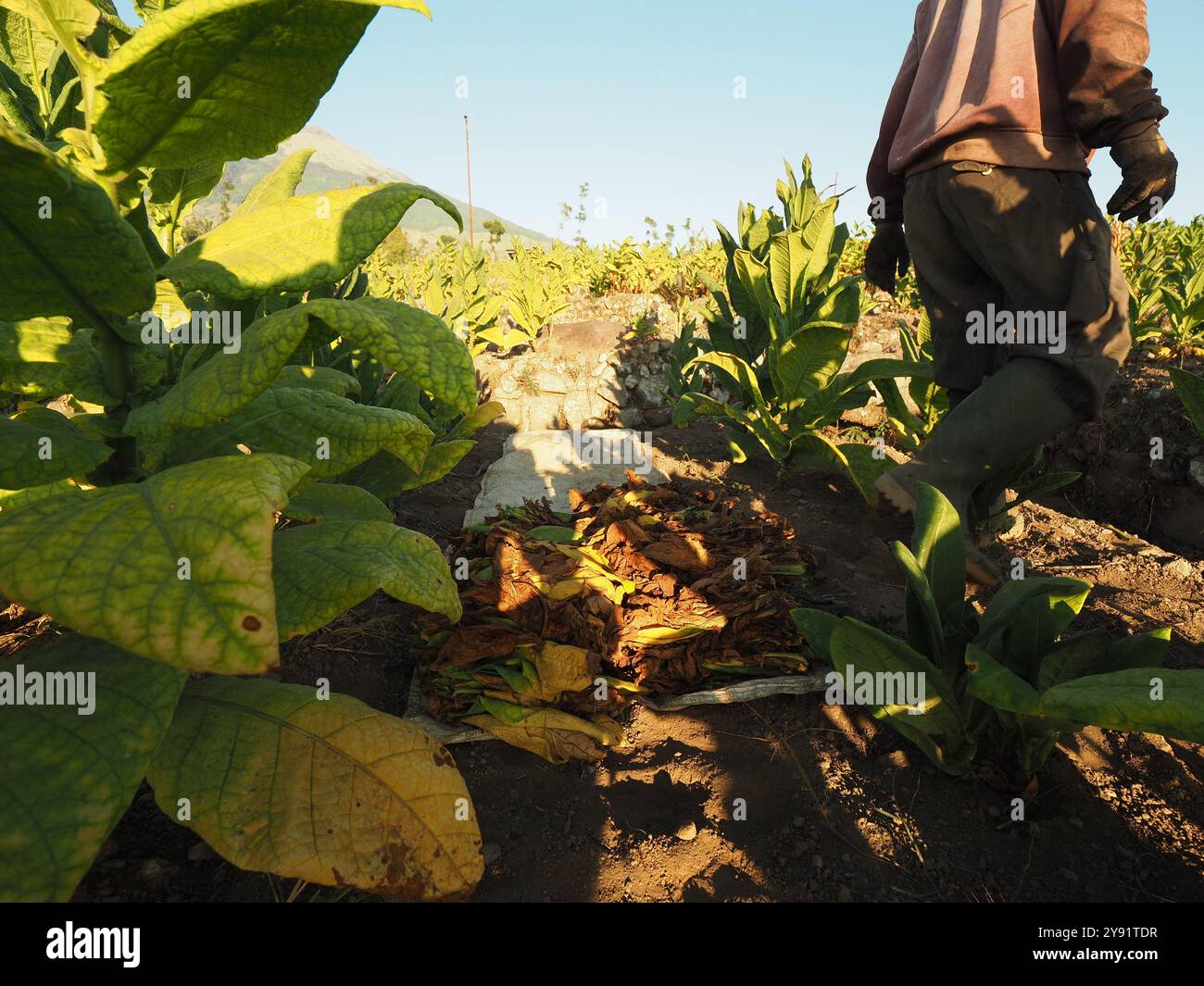 Tobaco farm at Tlilir tumenggung Stock Photo - Alamy