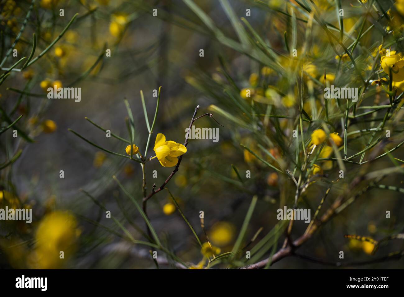 Small yellow flowers growing in a tree at Organ Pipes National Park ...