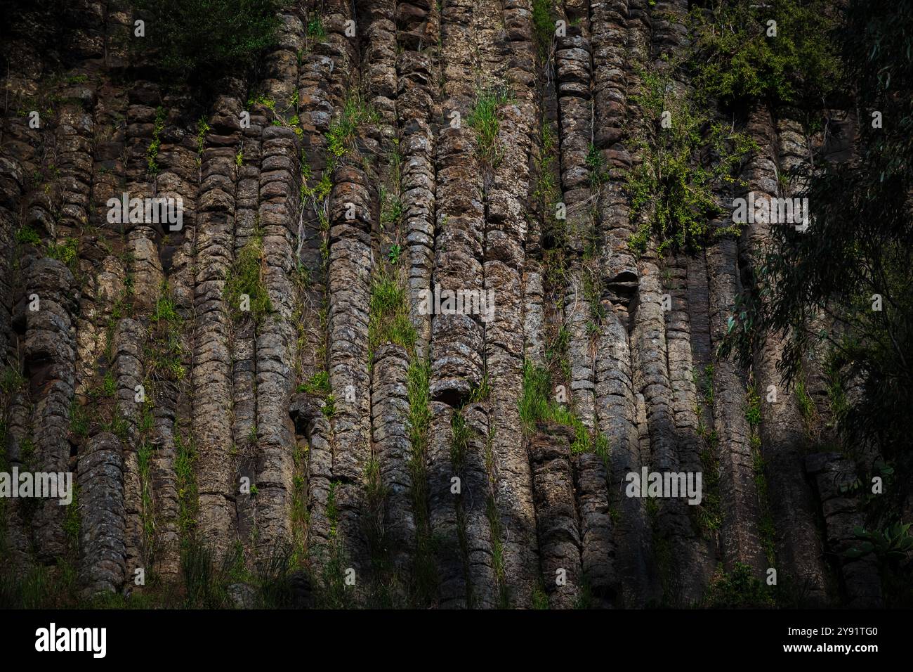 Volcanic Basalt Columns resembling 'Organ Pipes' at Organ Pipes ...
