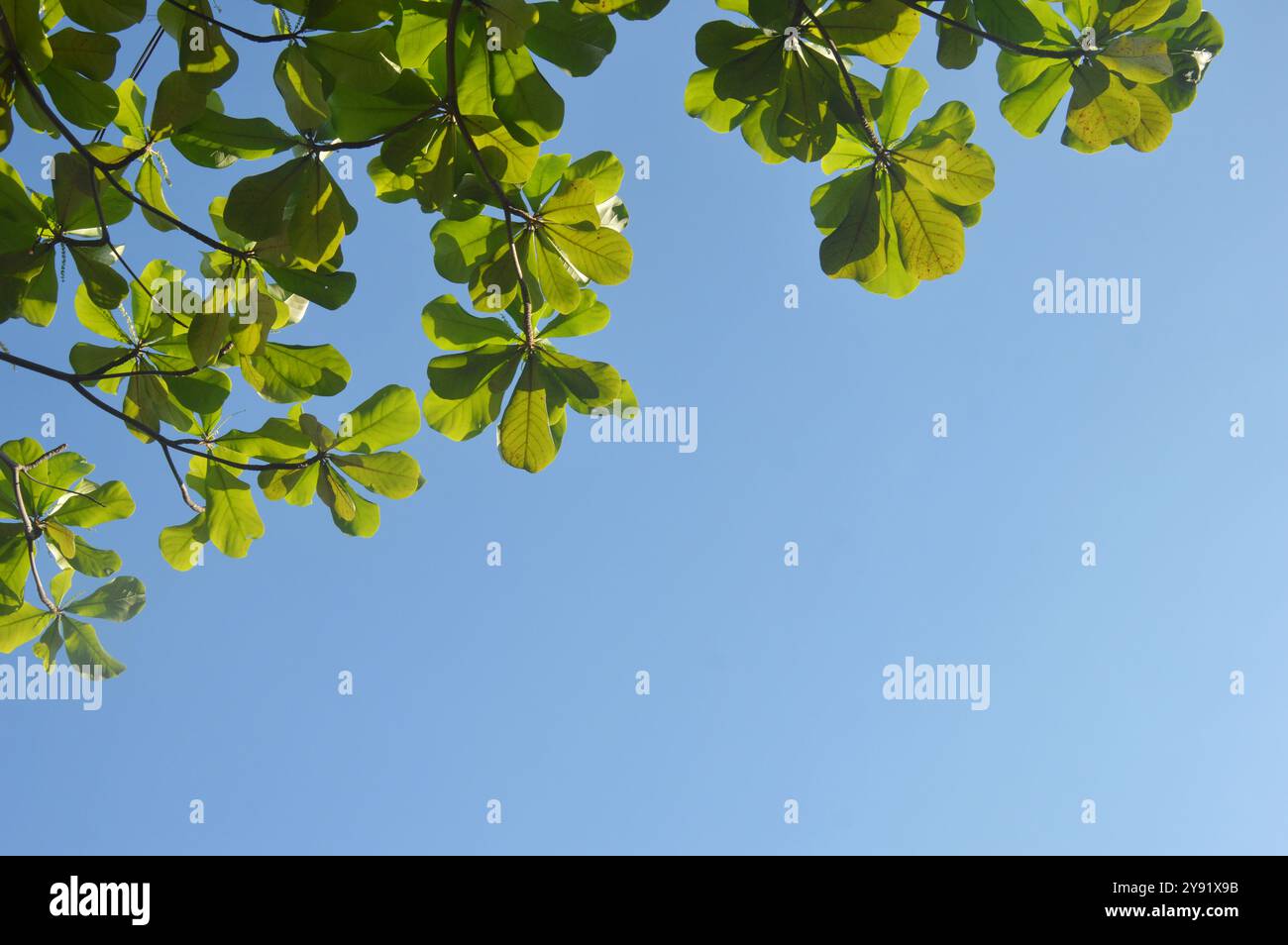 Bengal almond terminalia catappa hi-res stock photography and images ...