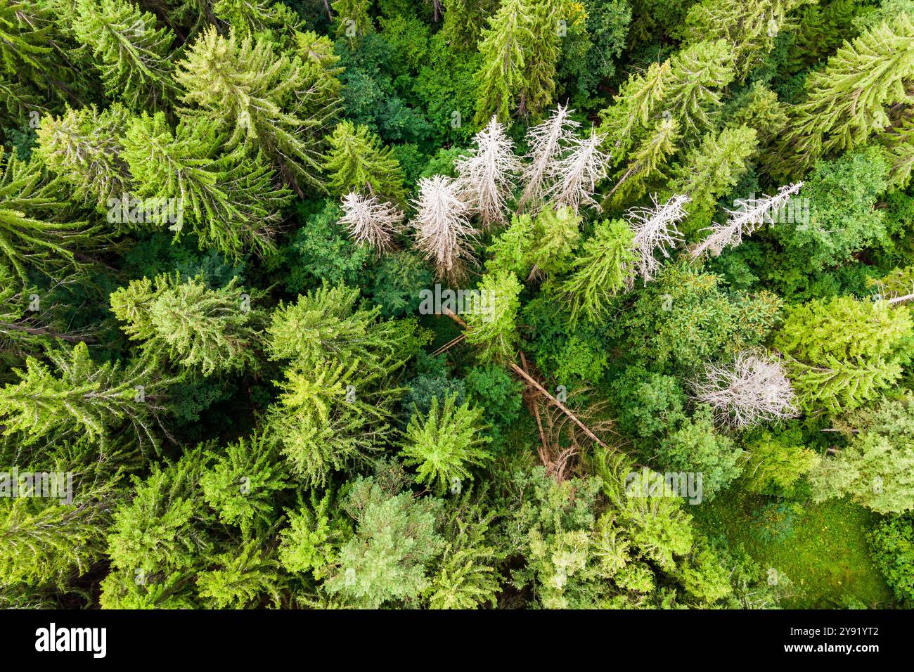 Bird's eye view of tree tops in a coniferous forest, dry dead spruce ...