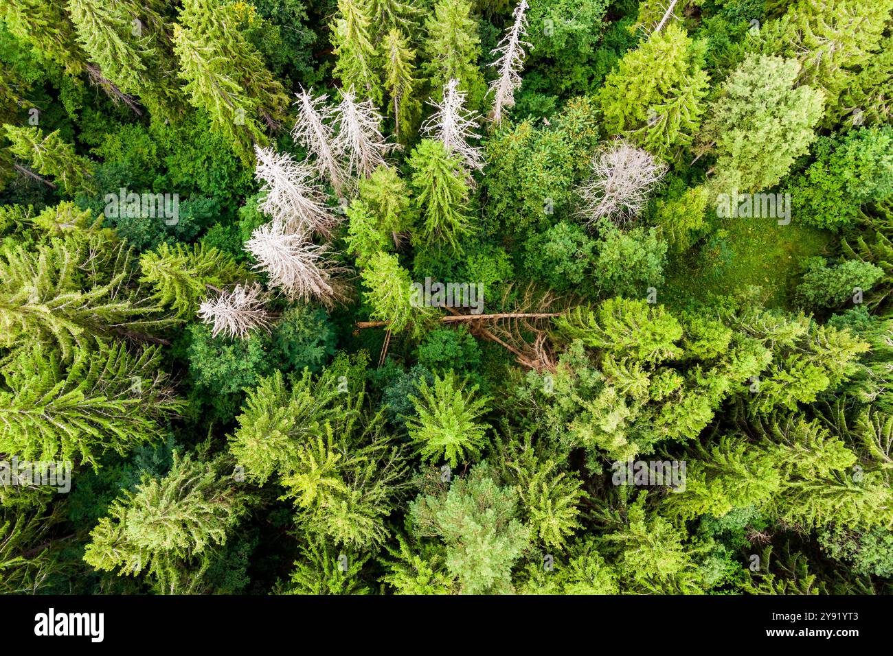 Bird's eye view of tree tops in a coniferous forest, dry dead spruce ...