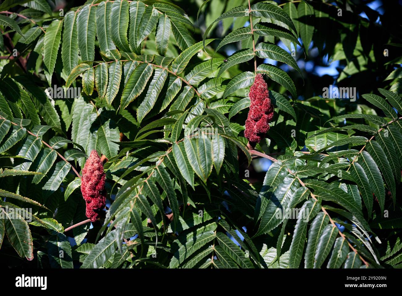 Rhus typhina, staghorn sumac, flowering plant in family Anacardiaceae ...