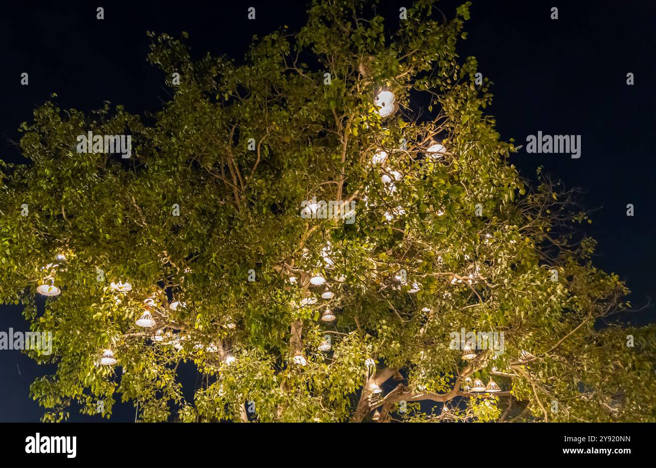 banyan tree lighted up with decoration light on the occasion of diwali ...
