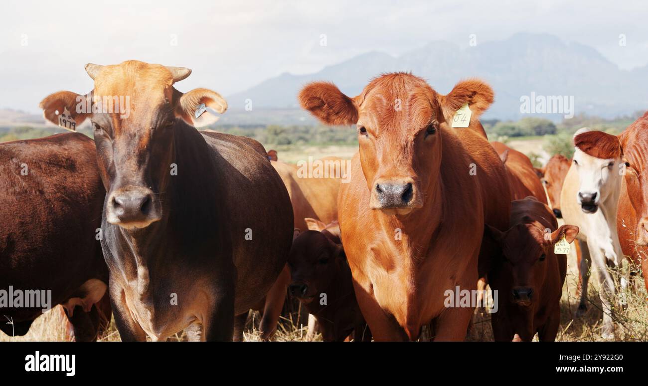 Portrait, field and cattle on farm, countryside and dairy industry for sustainability ...