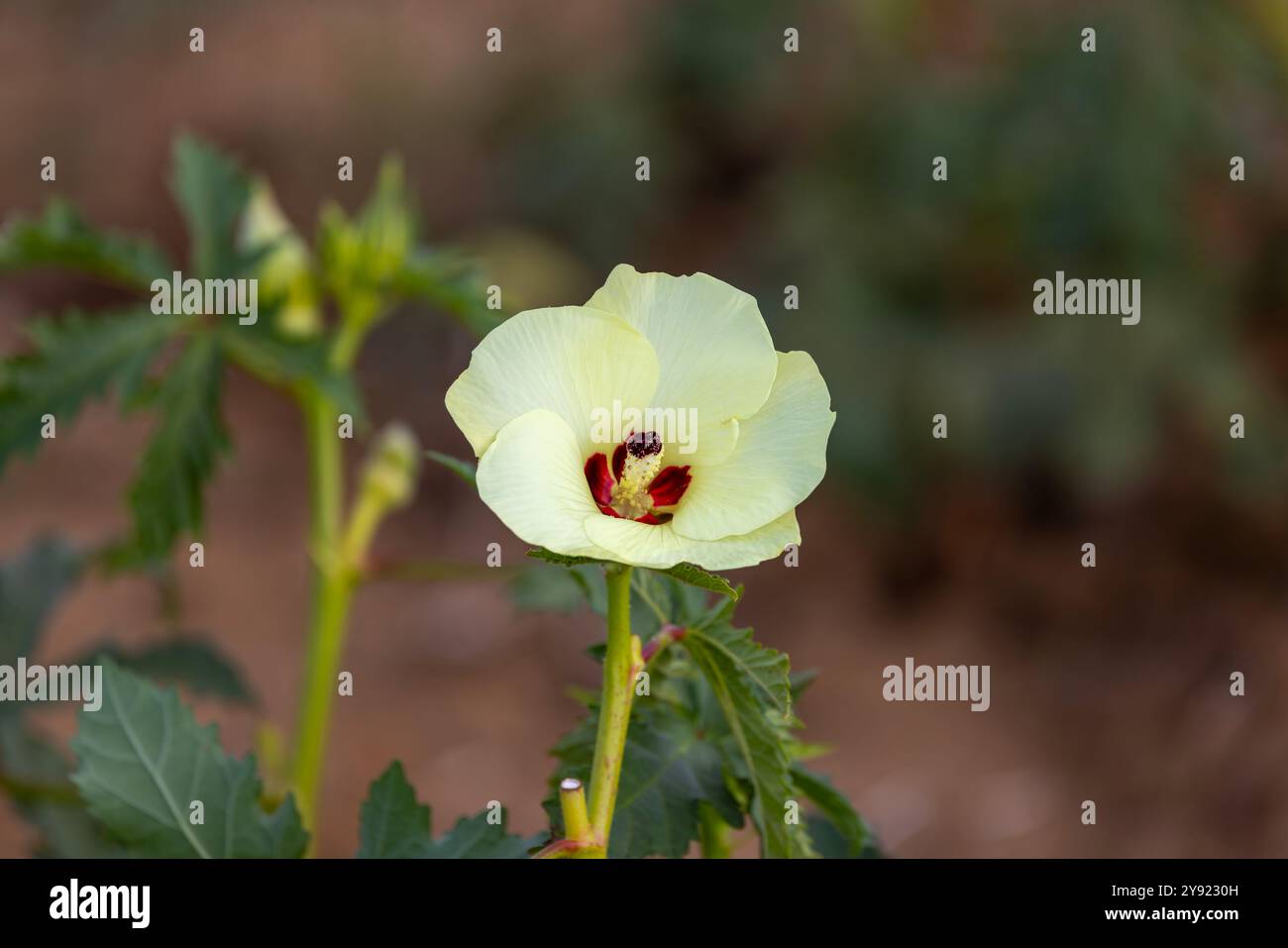 Okra flower blooming in hi-res stock photography and images - Alamy