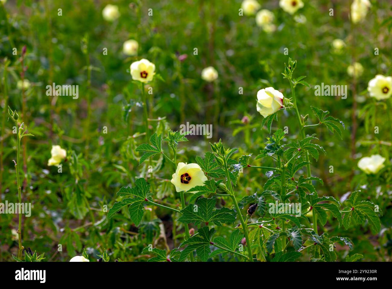 Okra flower and okra in the okra garden Stock Photo - Alamy