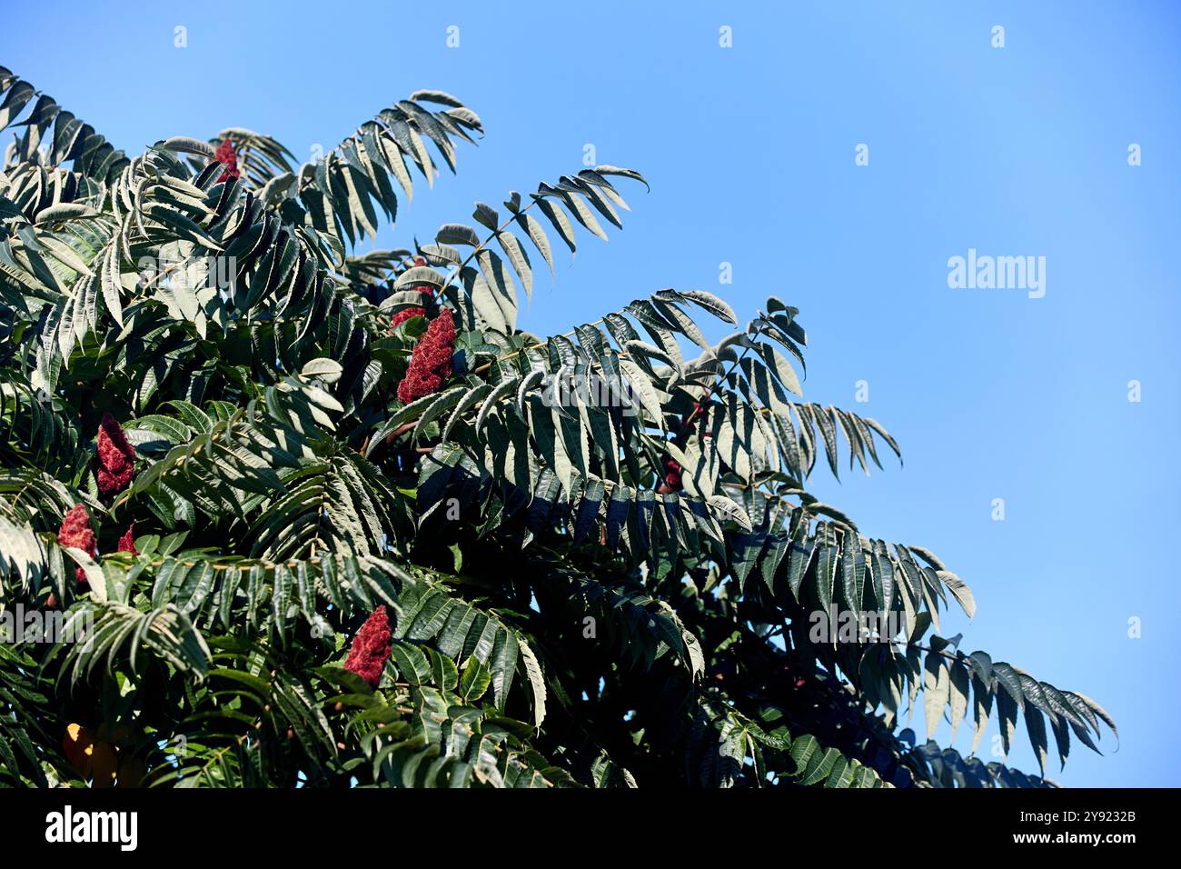 Rhus typhina, staghorn sumac, flowering plant in family Anacardiaceae ...