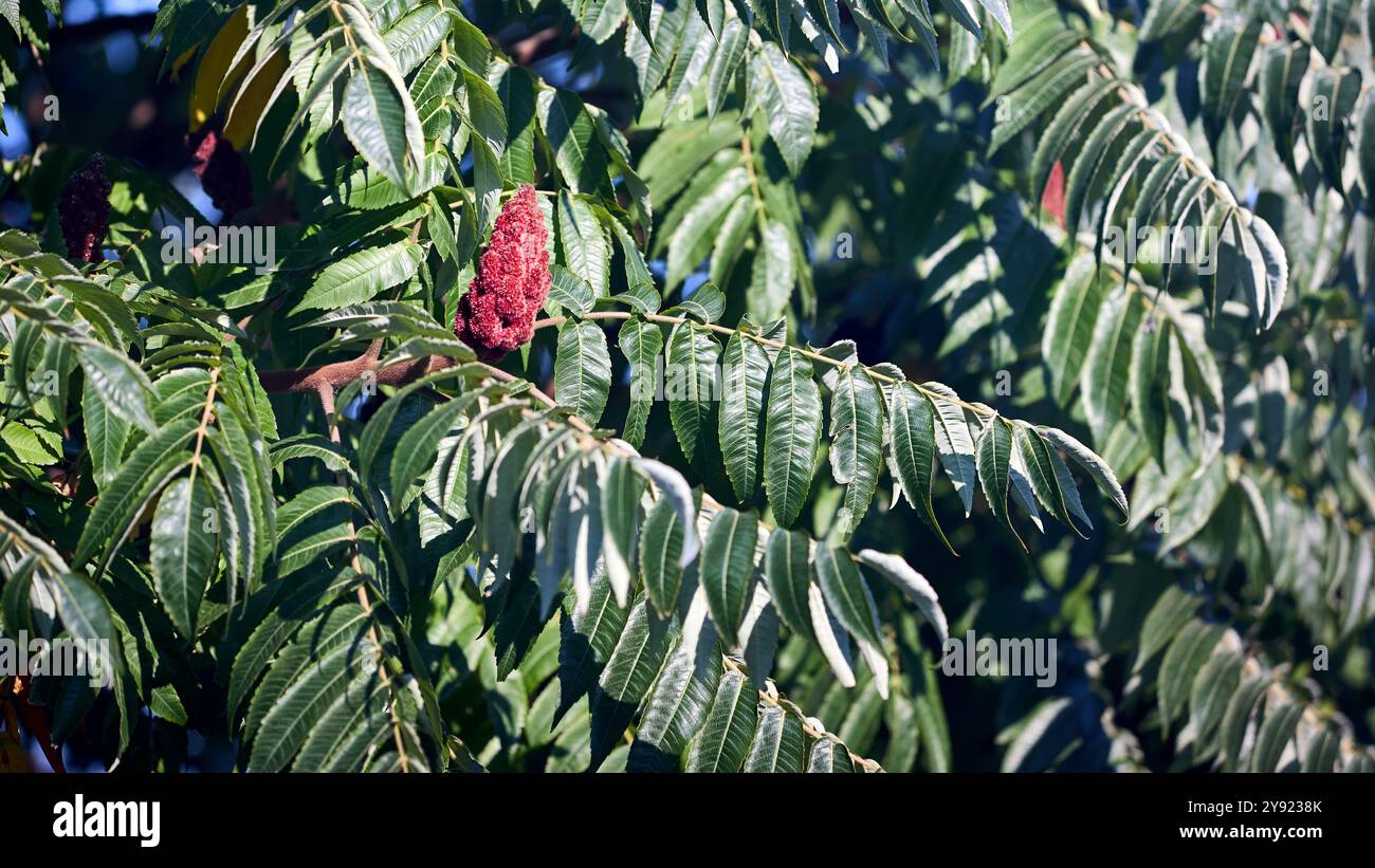 Rhus typhina, staghorn sumac, flowering plant in family Anacardiaceae ...