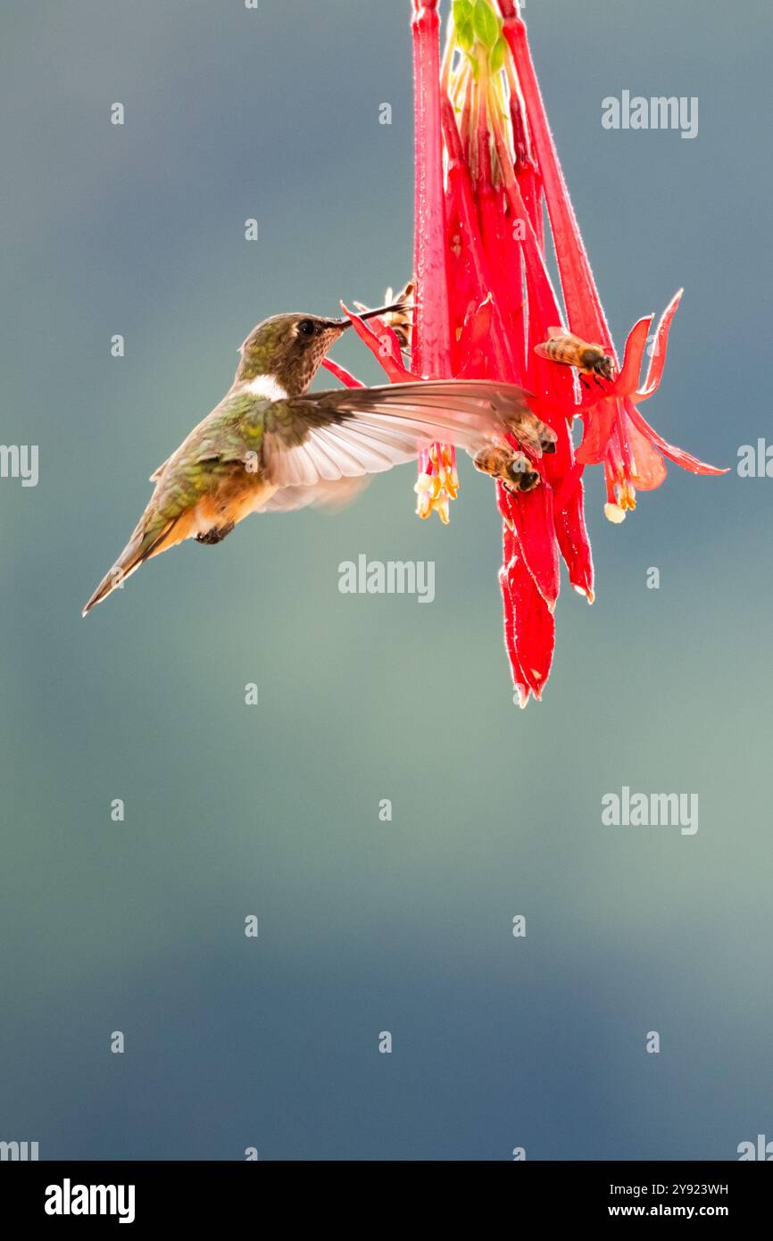 Volcano hummingbird (Selasphorus flammula) in Costa Rica Stock Photo ...