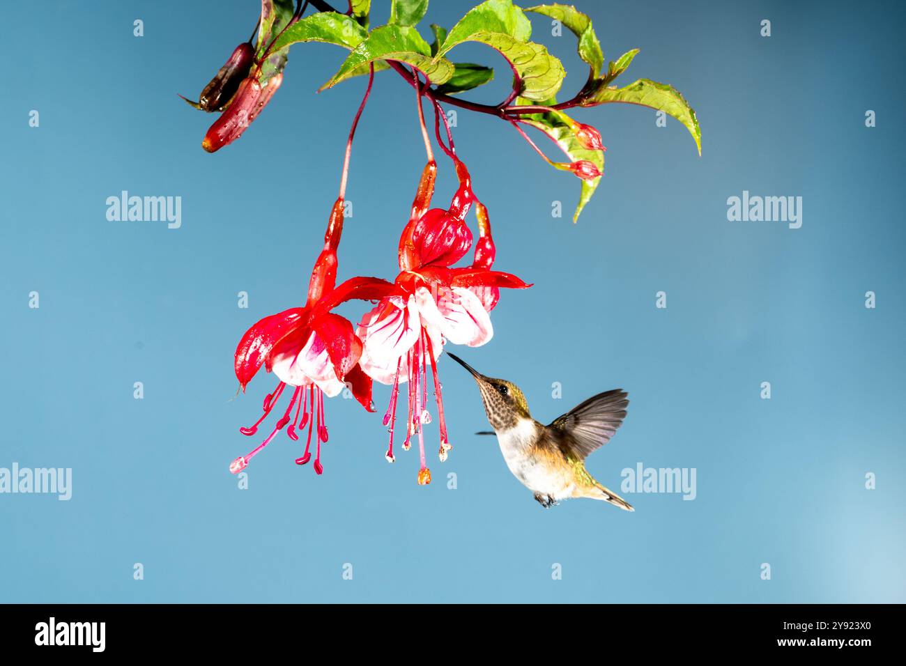 Volcano hummingbird (Selasphorus flammula) in Costa Rica Stock Photo ...