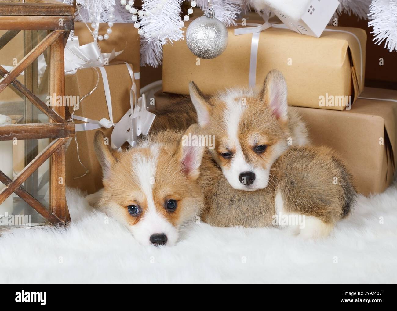 Two cute puppies Welsh Corgi Pembroke (six weeks old) lying under the ...