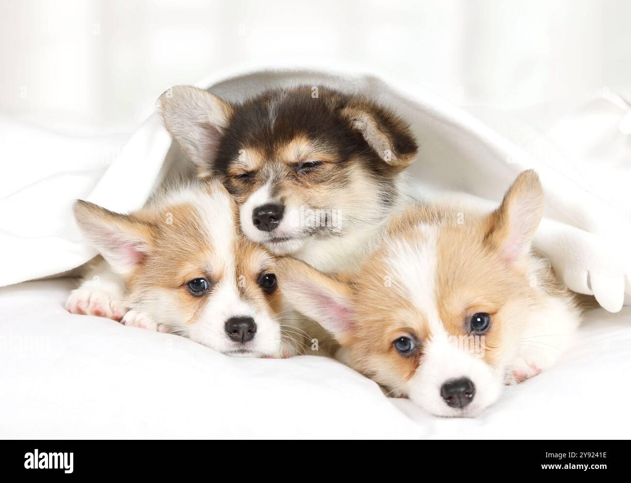 Three cute Welsh Corgi Pembroke puppies (six weeks old) lie under a ...