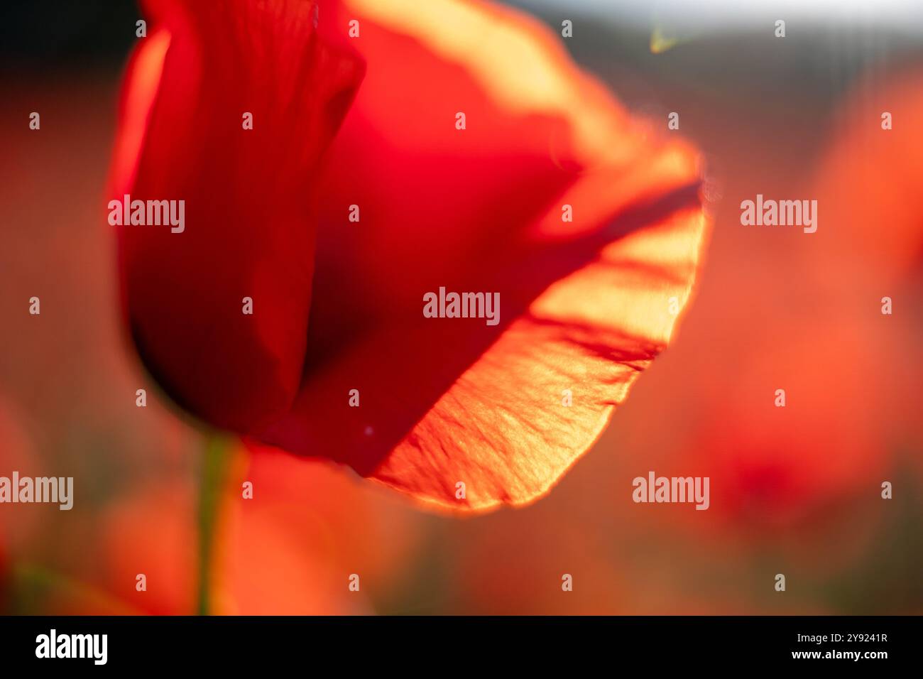 Poppy flower field in shadow hi-res stock photography and images - Alamy