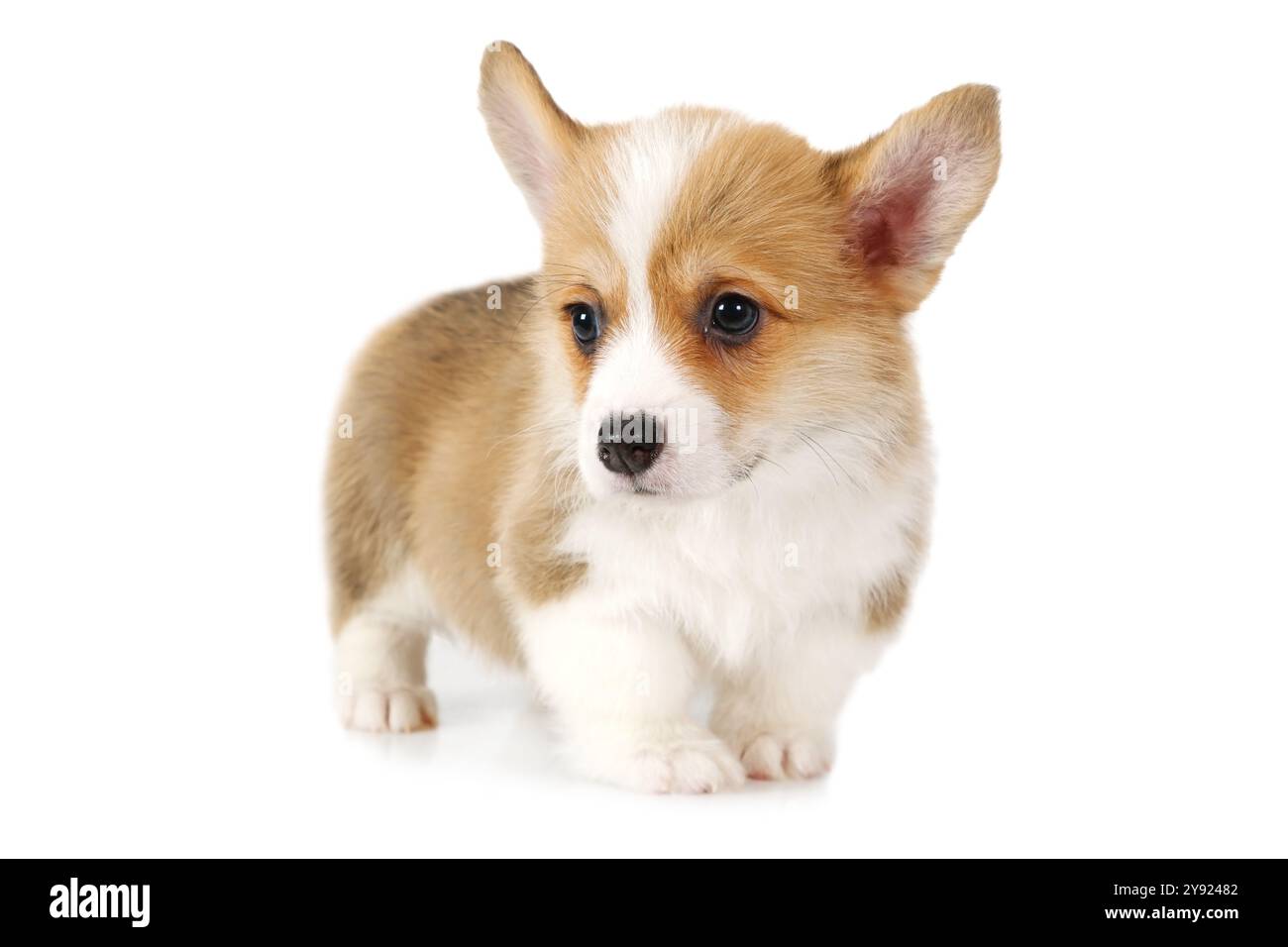 Little Welsh Corgi Pembroke puppy isolated on white background Stock ...