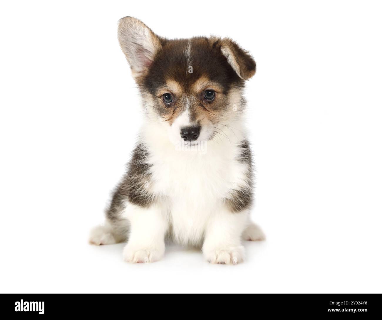 Purebred Welsh Corgi Pembroke puppy isolated on white background Stock ...