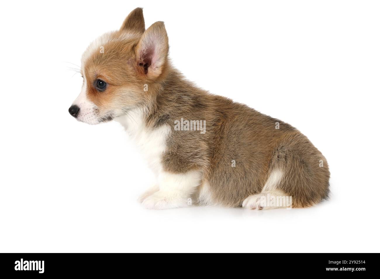 Funny Welsh Corgi Pembroke Puppy Isolated On White Background Stock