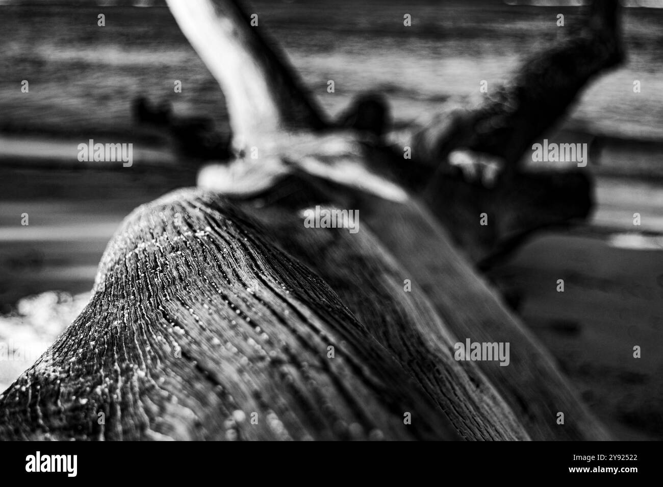 Dead tree in fall Black and White Stock Photos & Images - Alamy