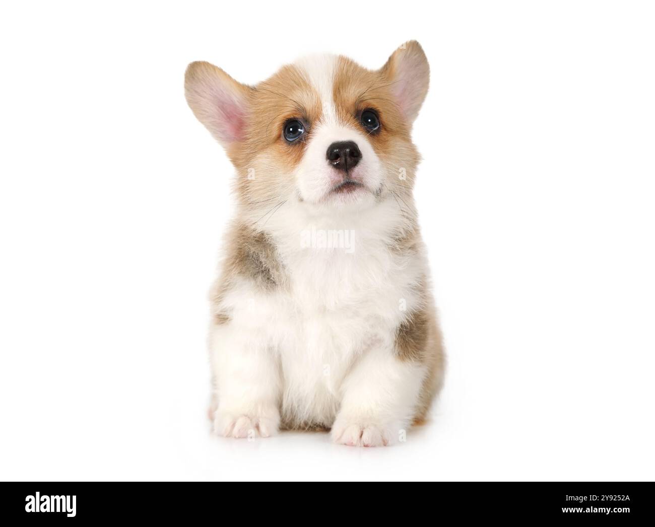 Purebred Welsh Corgi Pembroke puppy isolated on white background Stock ...