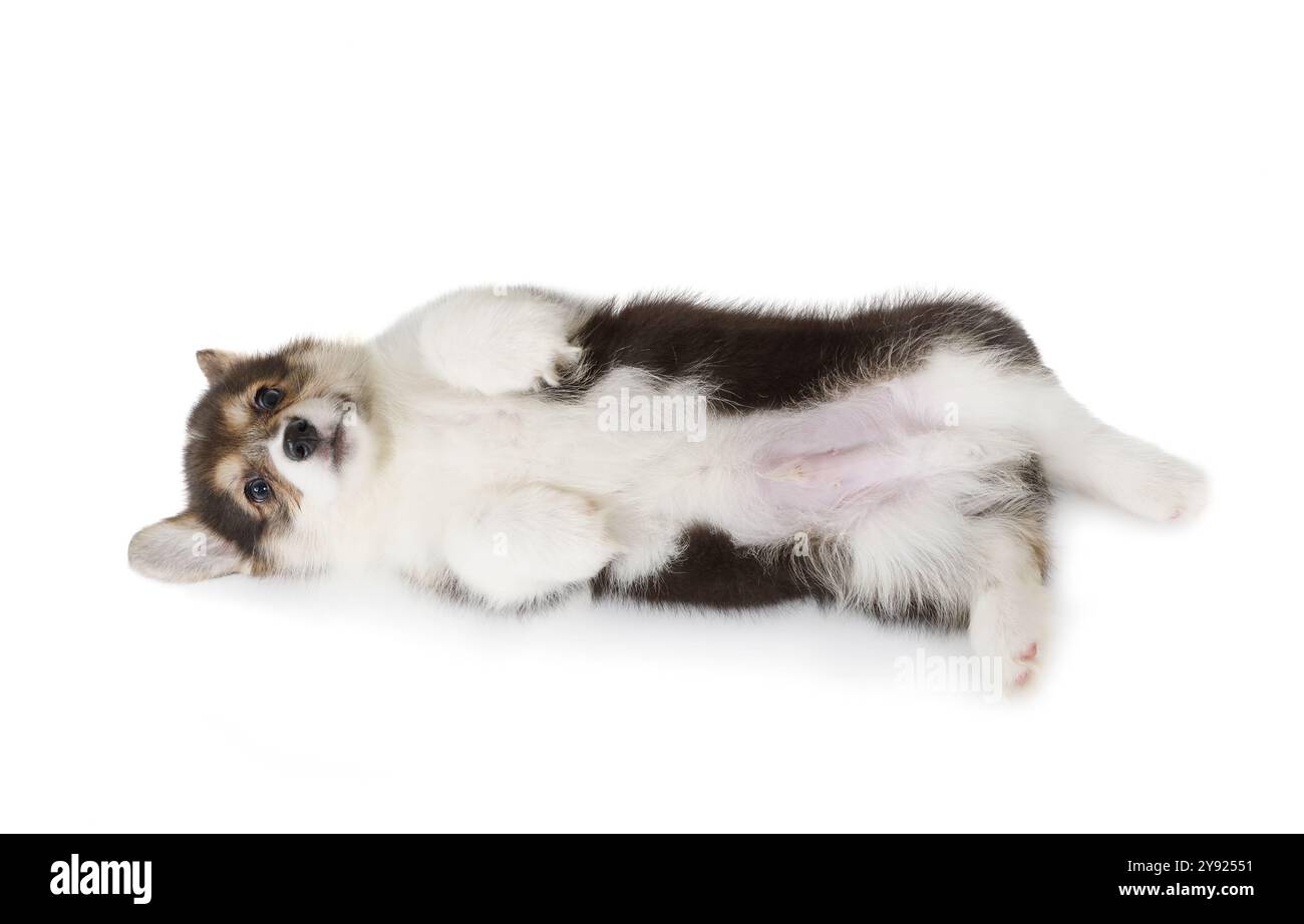 Back and white welsh corgi Cut Out Stock Images & Pictures - Alamy