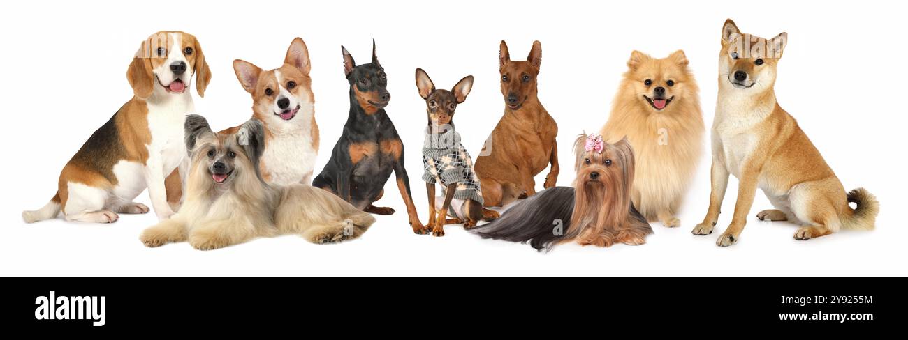 Major Groups Of Dogs