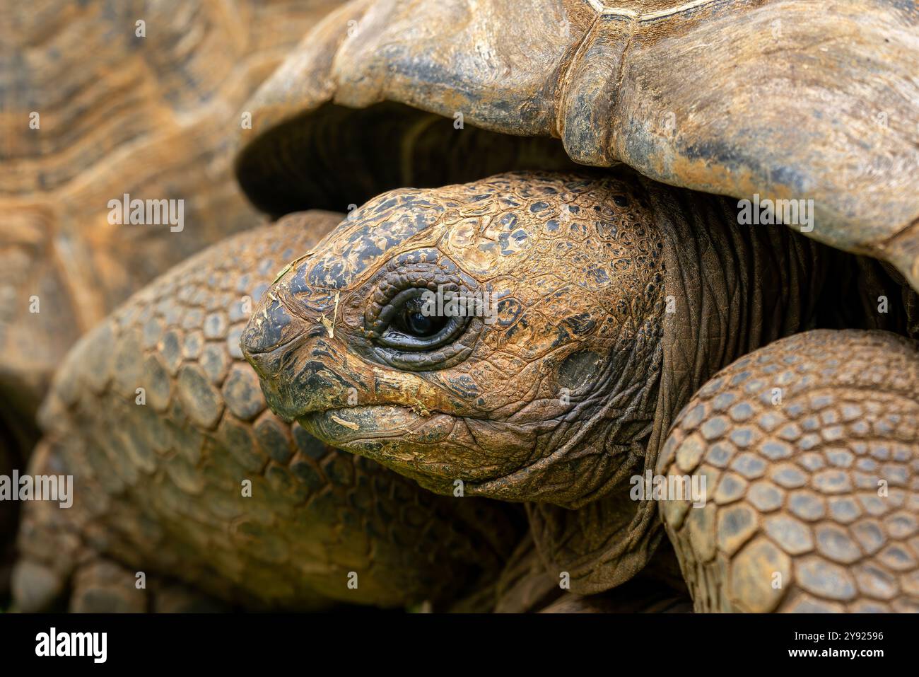 Giant Tortoise - Aldabrachelys gigantea, beautiful large long living ...