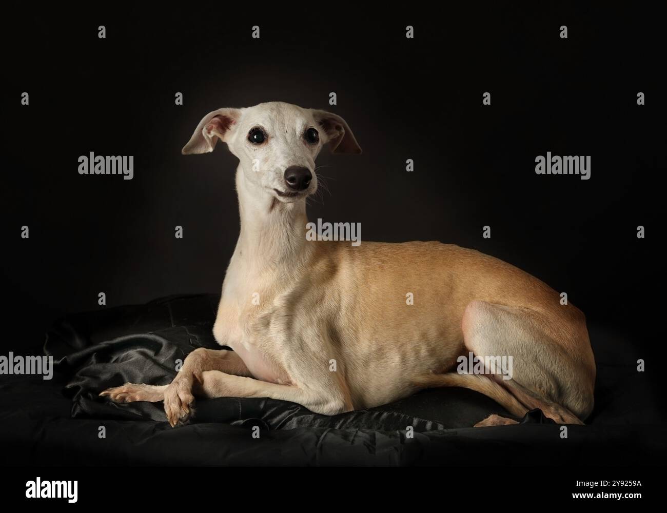 Italian Greyhound dog lying on a black background Stock Photo - Alamy