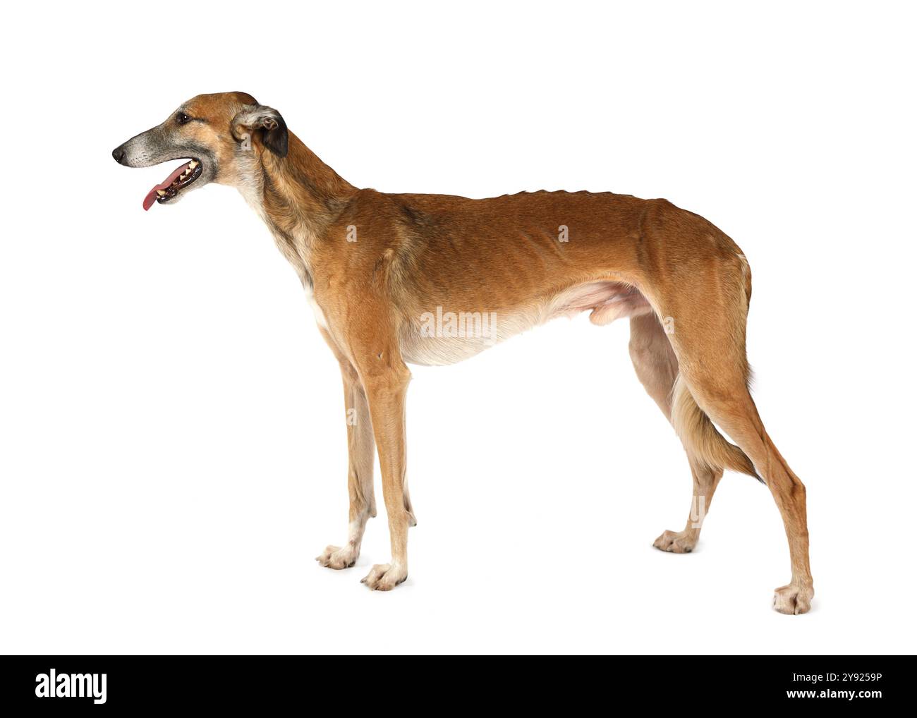 Russian Hortaya borzaya dog isolated on a white background. Hortaya ...
