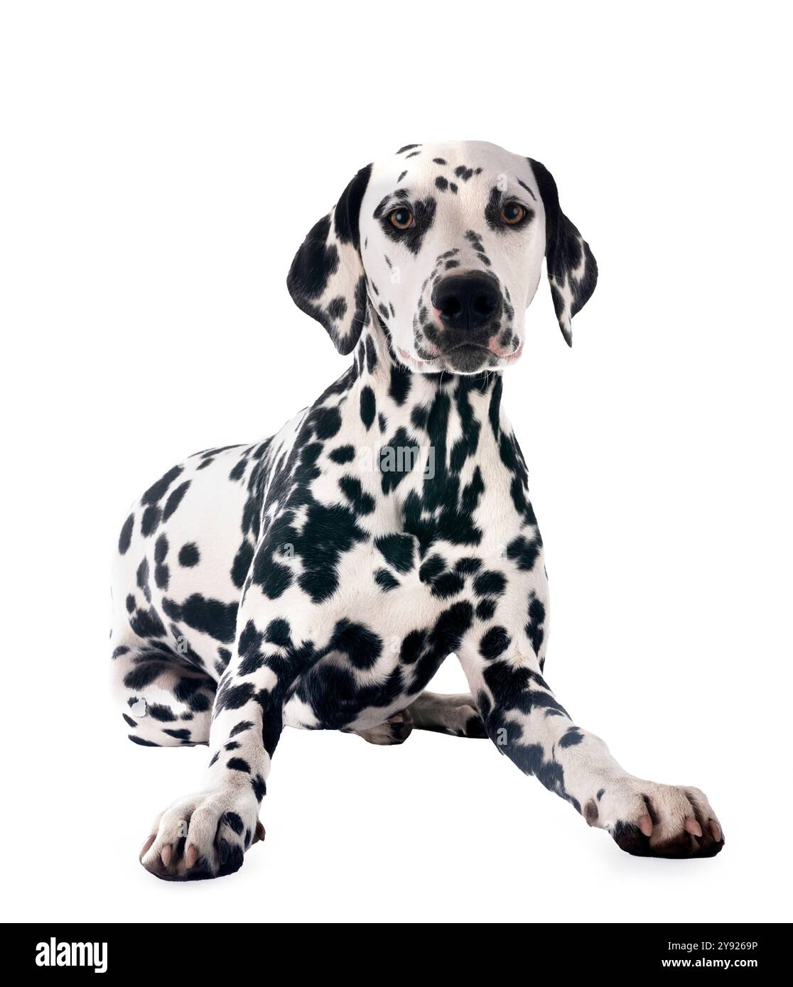 puppy dalmatian in front of white background Stock Photo - Alamy