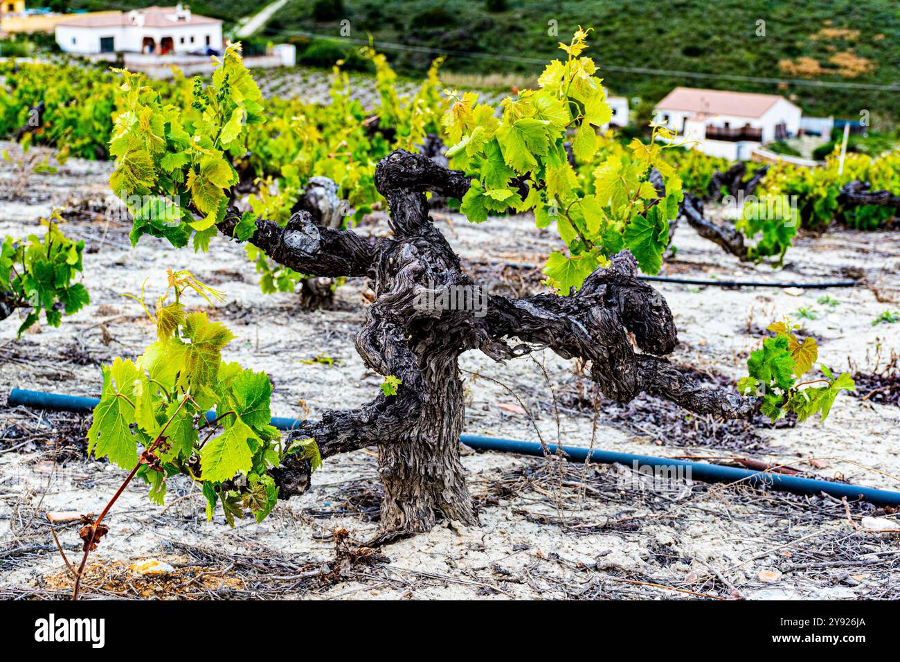 old vineyard is regenerated every year to improve its fruit Stock Photo ...