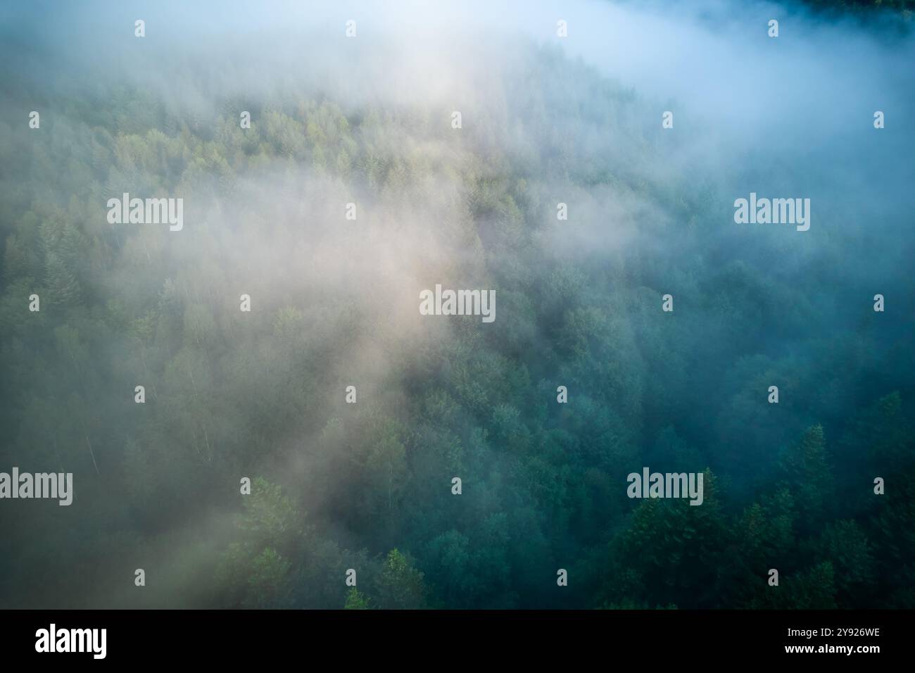 Aerial view reveals dense forest blanketed in mist. Sunlight filters ...