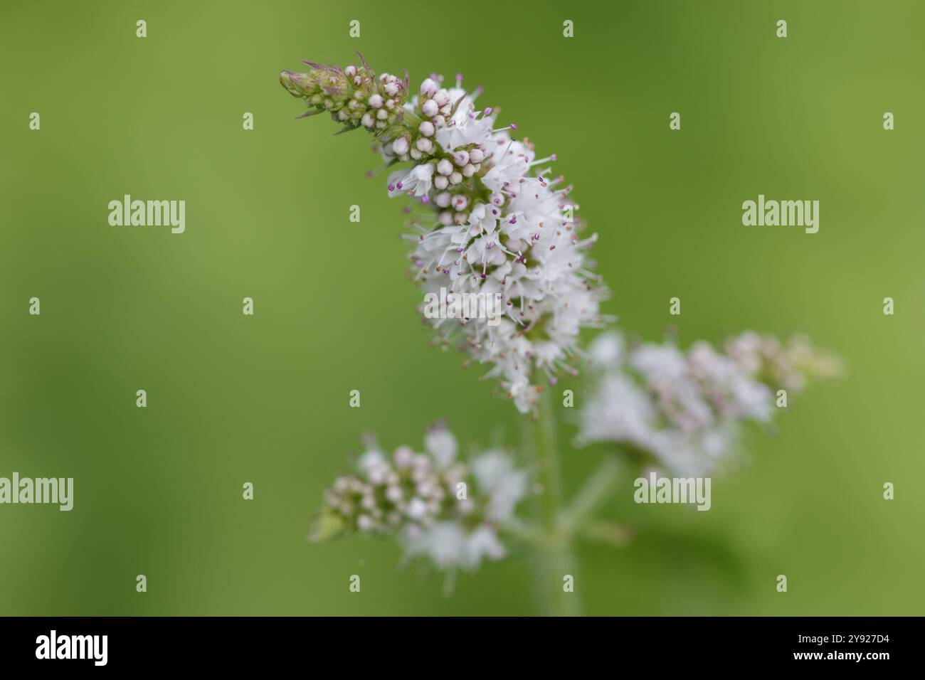 White Japanese mint plant flower on plain green background Stock Photo ...