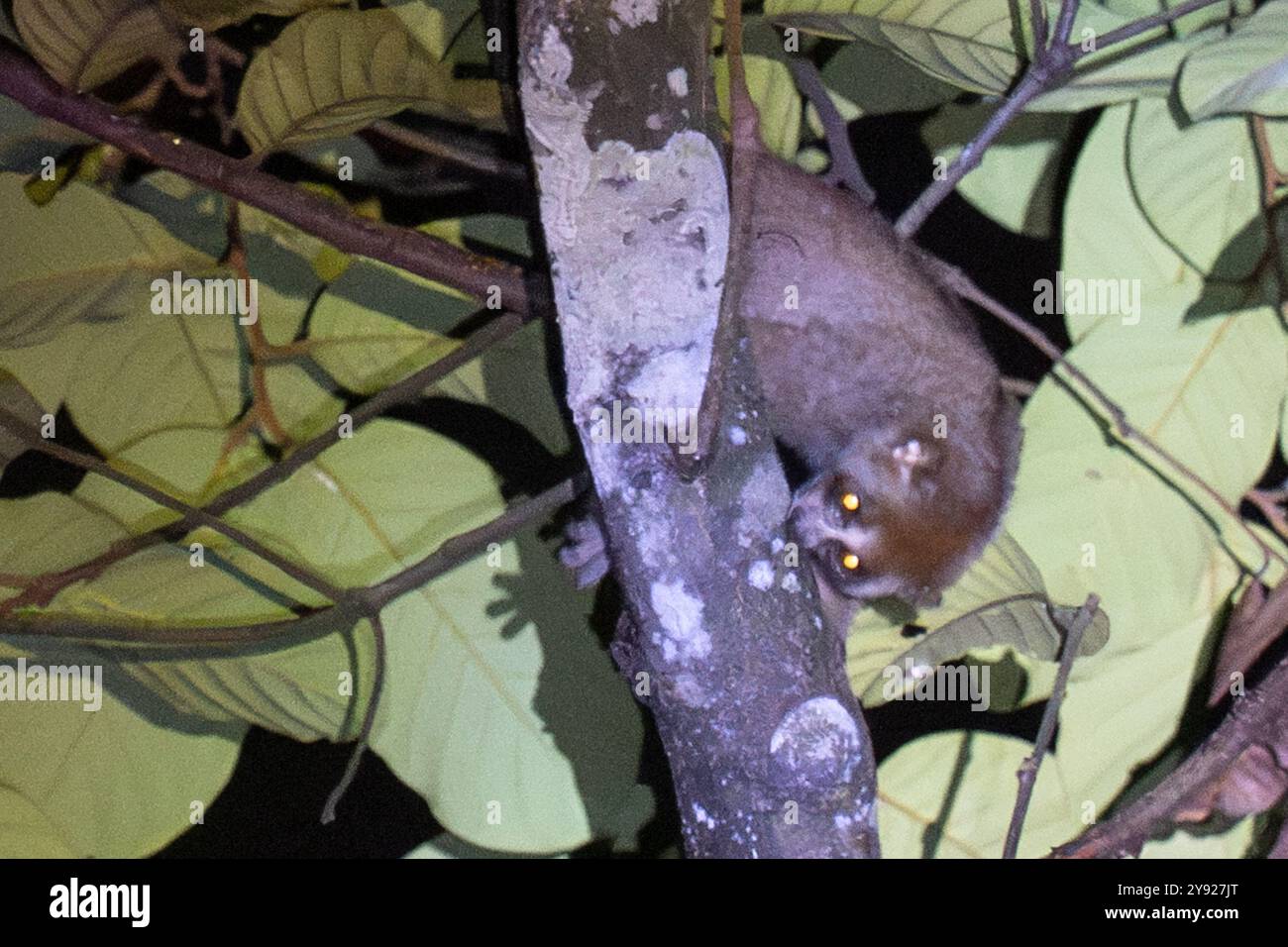 Singapore. 7th Oct, 2024. A wild Sunda slow loris is pictured in the ...