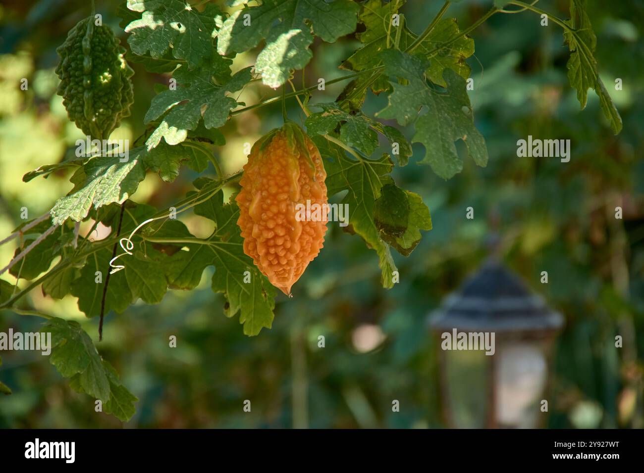 the ripe orange fruit of Momordica charantia, also known as Indian ...
