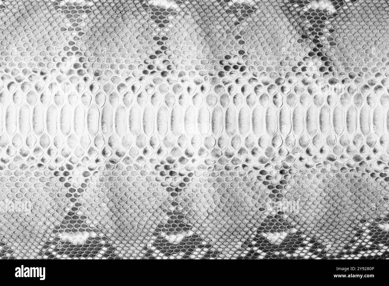 black and white snake background, reptile skin texture with scaly ...