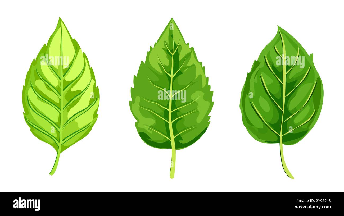 A collection of three vibrant green leaves displayed in a realistic ...
