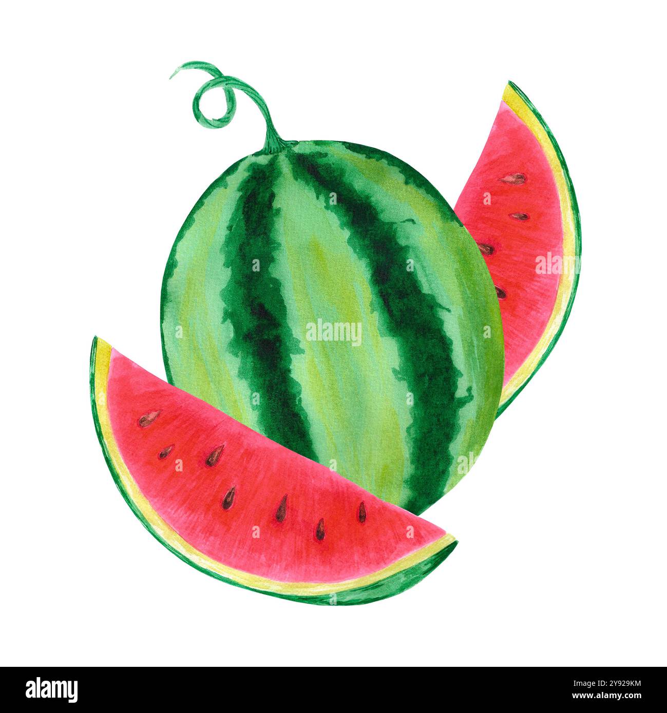 Hand drawn watercolor watermelon with slices composition isolated on ...