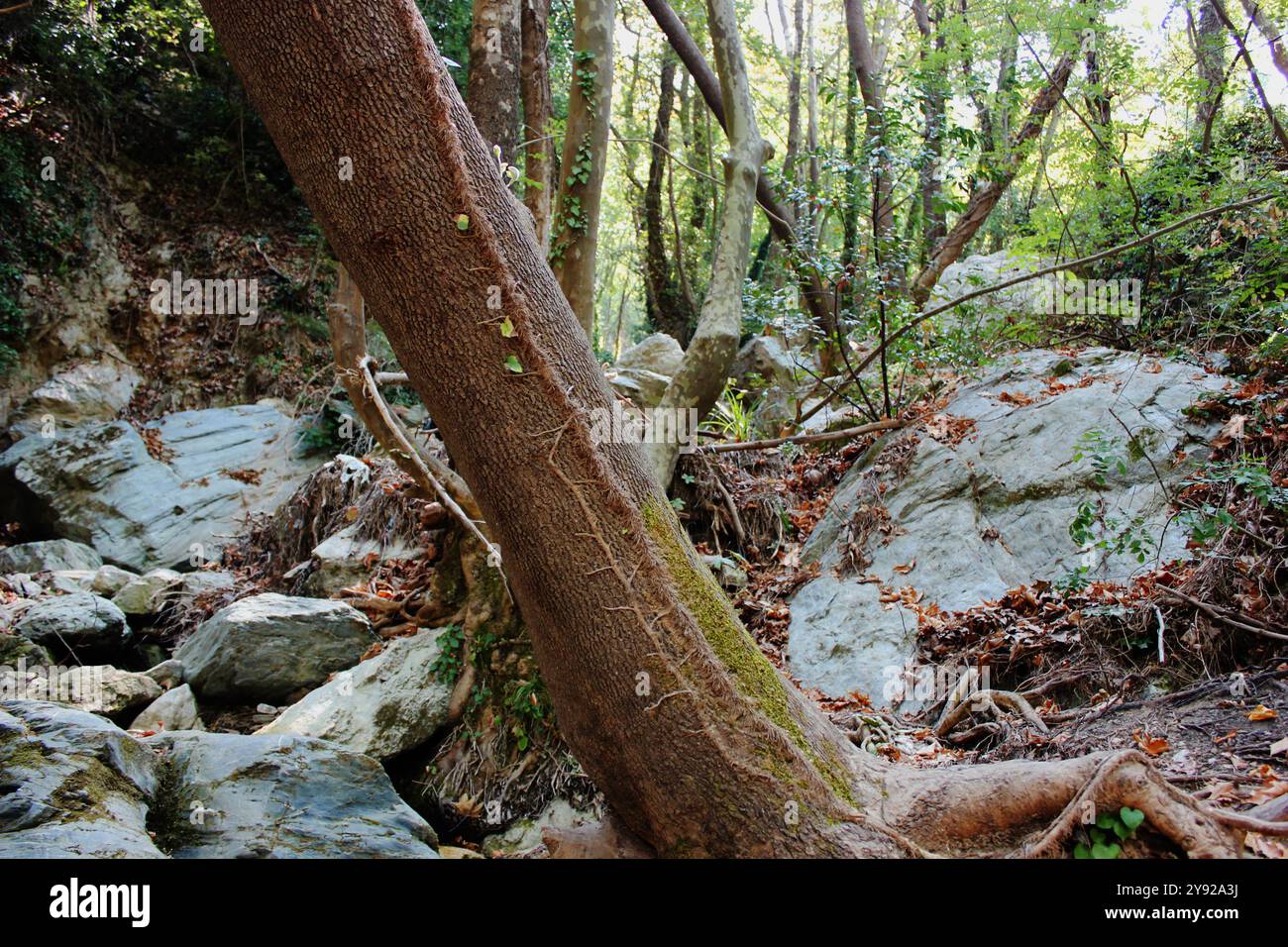 The path of the centaurs (after Cyclone Daniel) Portaria Pelion Greece ...