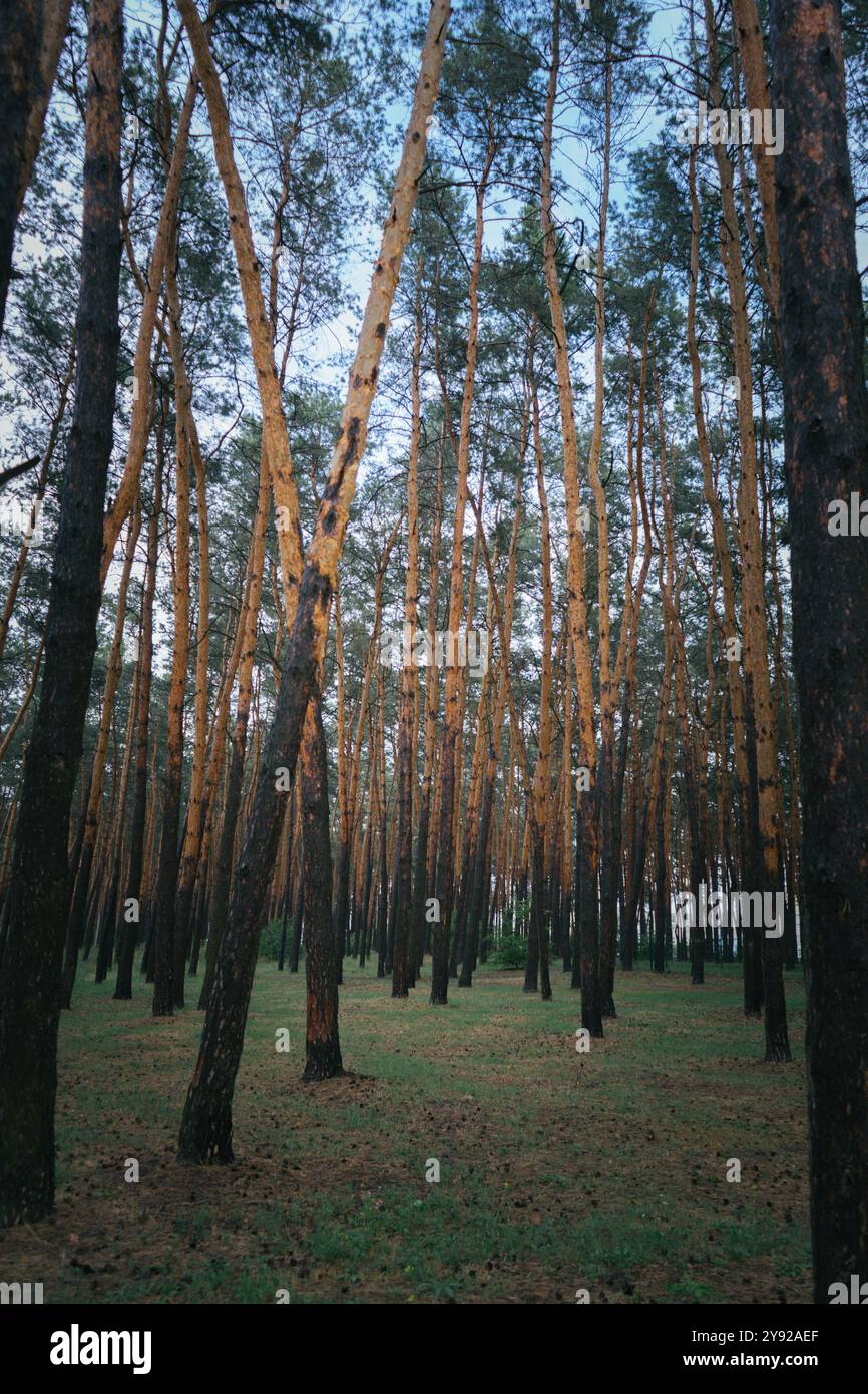 Tall pine trees in peaceful Stock Photo - Alamy