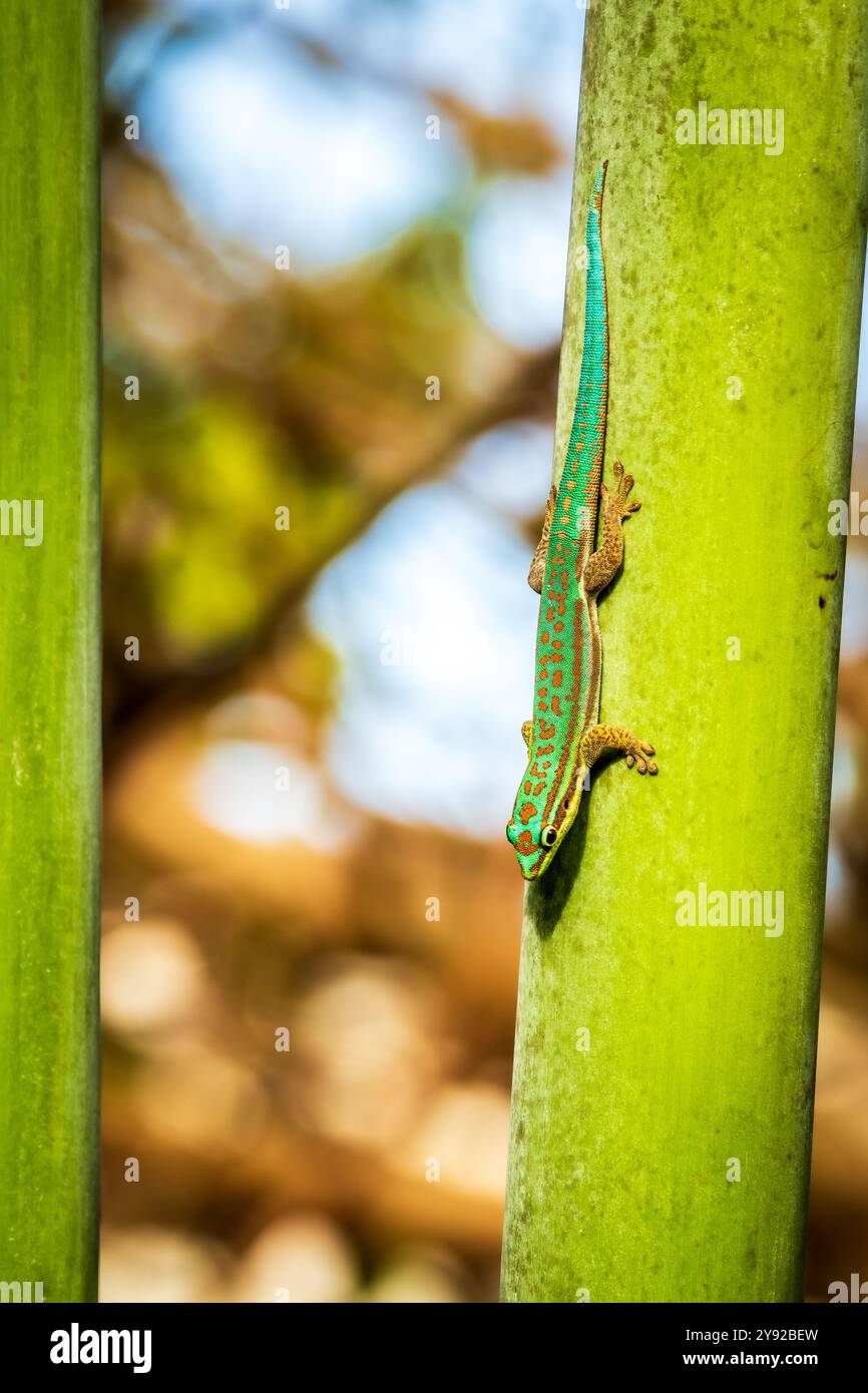 Close-up view of a vibrant female Blue-tailed Day Gecko (Phelsuma ...