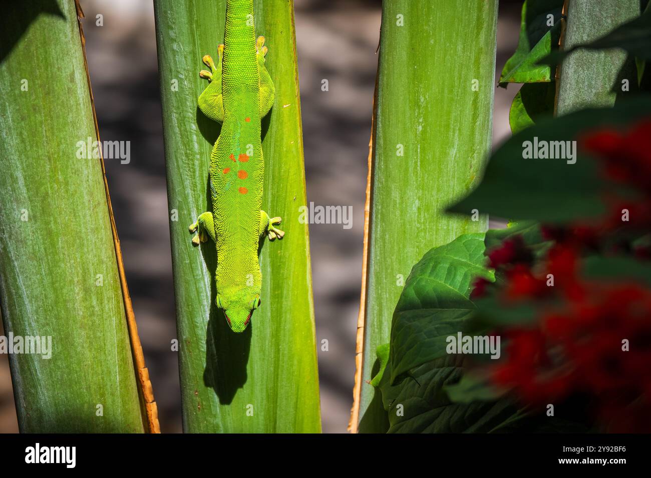 Close-up view of a vibrant green Madagascar Giant Day Gecko (Phelsuma ...